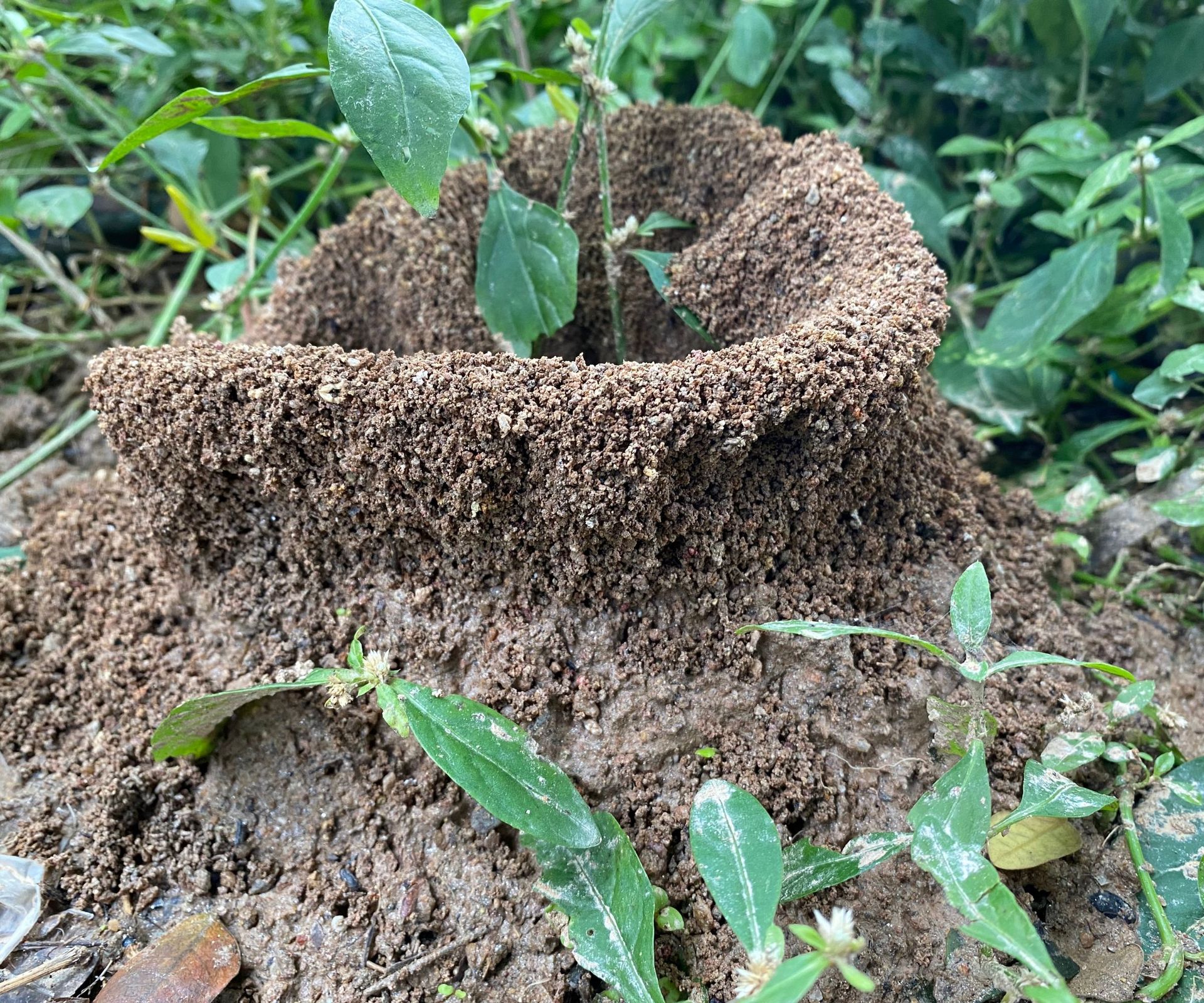 How to get rid of ants with a bar of soap: a non-toxic hack | Homes and ...