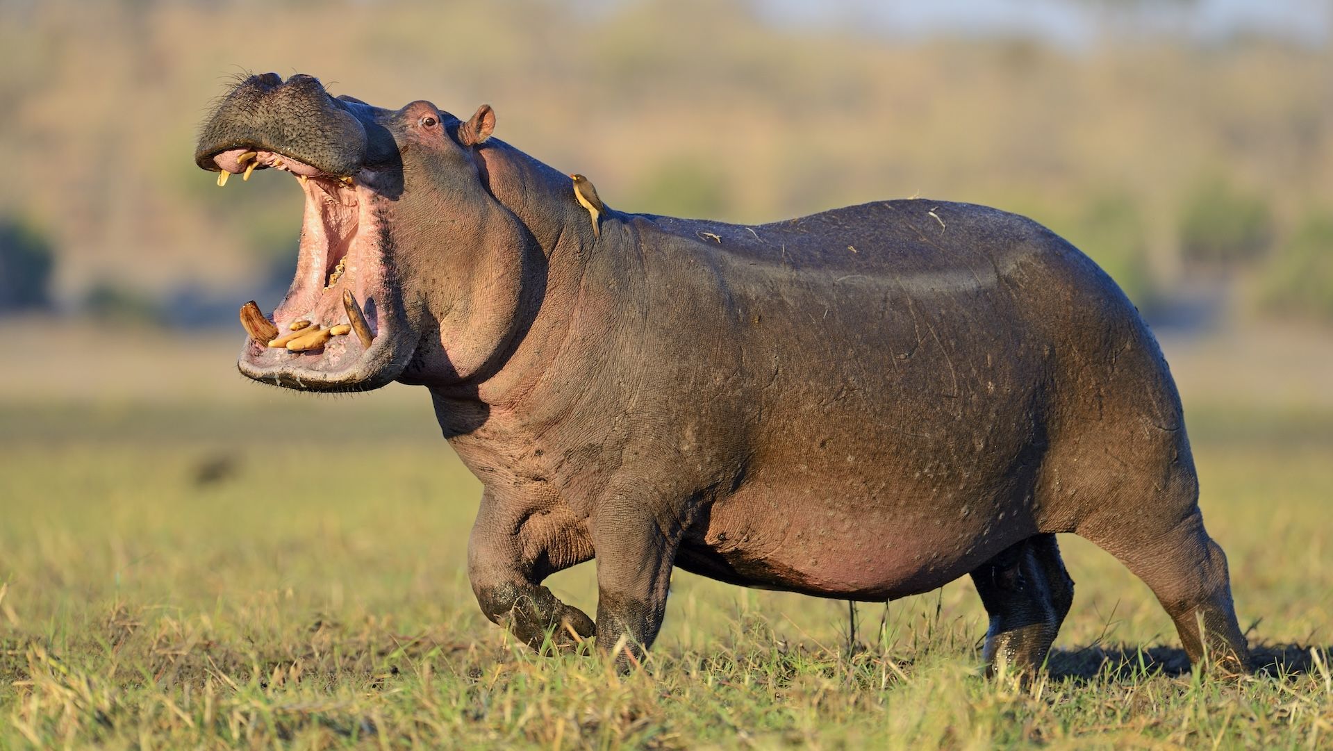 Is hippo milk really pink? | Live Science