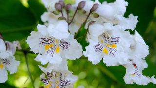 What's your birth month tree? All 13 explained | Homes and Gardens