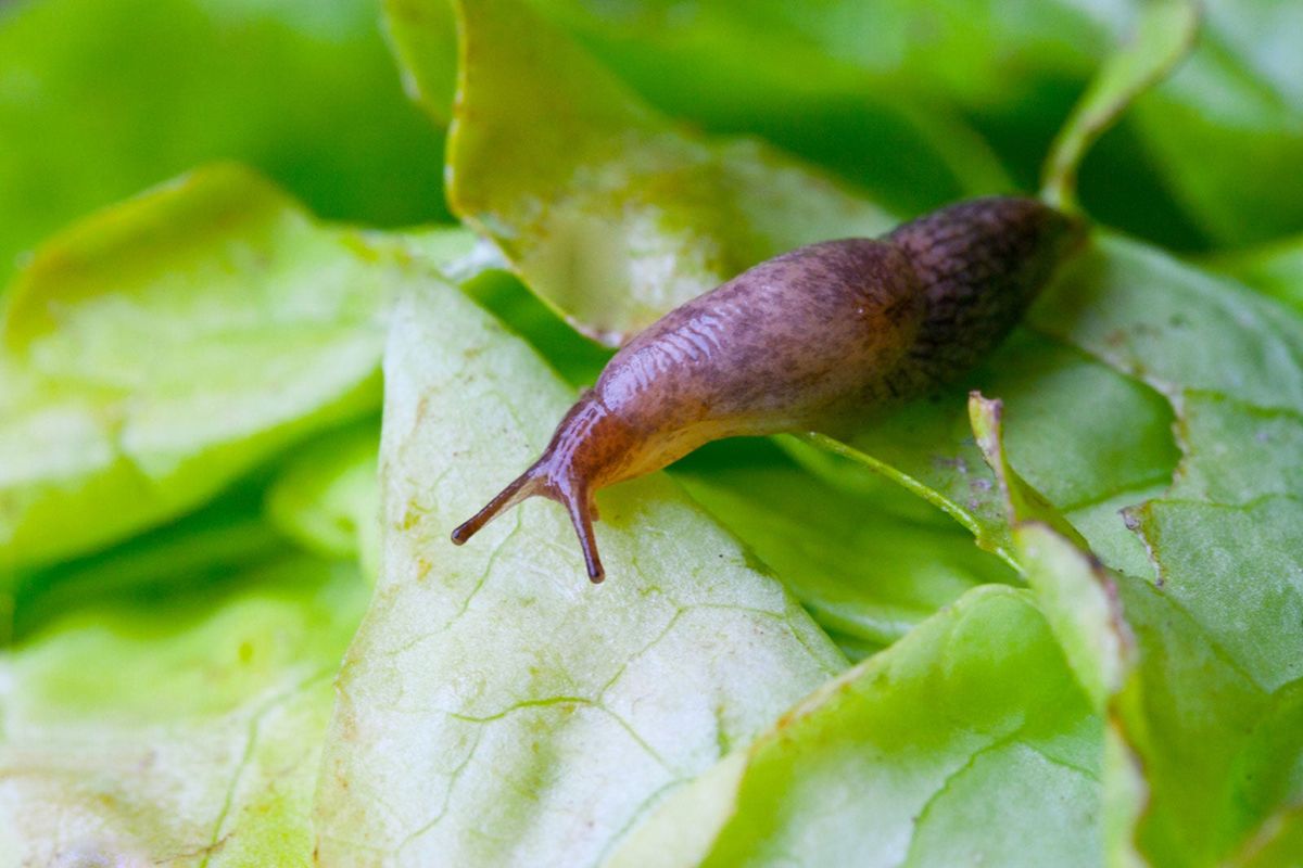 Using Beer As A Slug Trap – Making Beer Traps For Slugs | Gardening ...