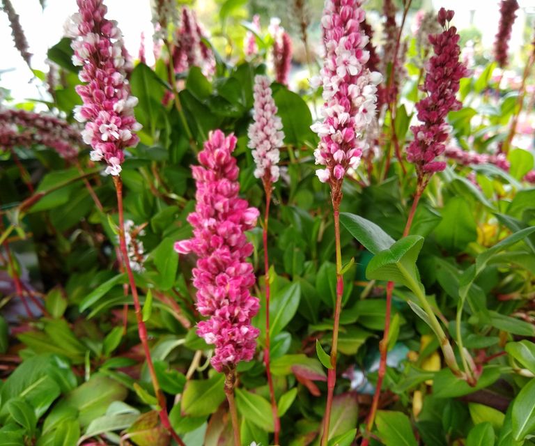 Best flowering ground cover plants: 5 colorful species to grow | Homes ...