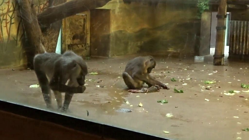 Zoo monkey eats her baby's corpse after carrying it around for days ...