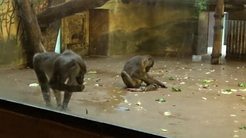 Zoo monkey eats her baby's corpse after carrying it around for days ...