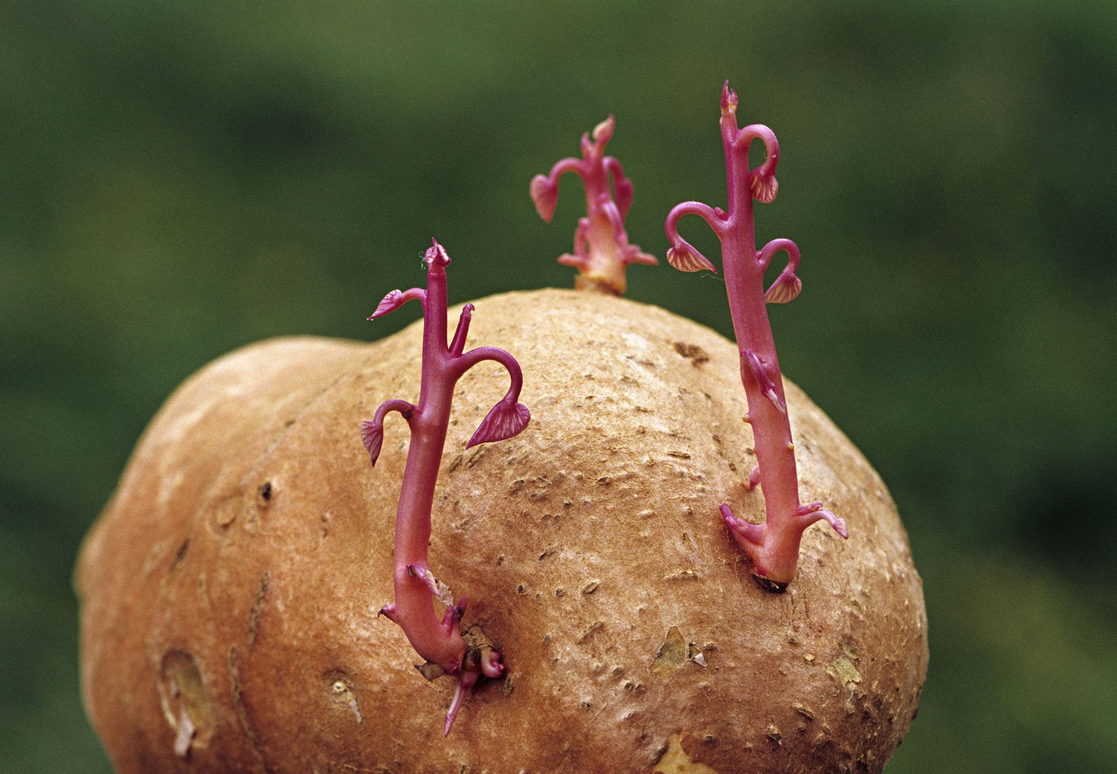 When to plant sweet potatoes: growing outside or under cover | Homes ...