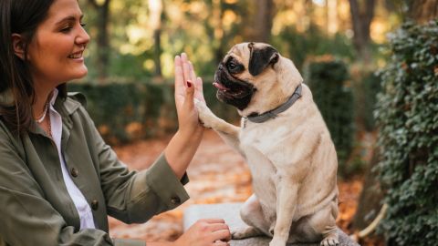 10 great brain games for dogs | PetsRadar