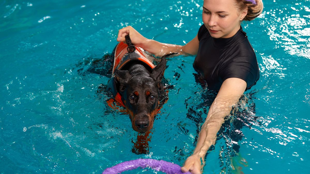 Hydrotherapy for dogs: Does it really work? | PetsRadar