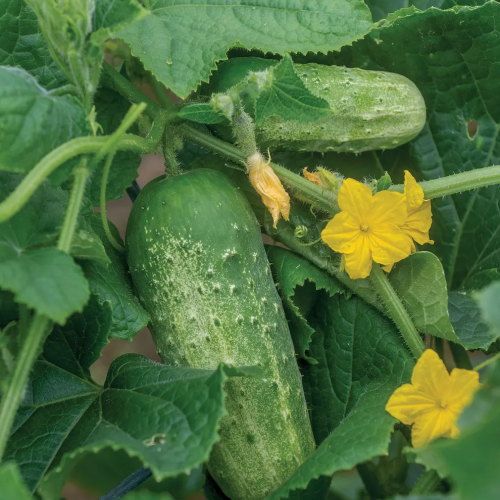 Expert tips to grow cucumbers indoors successfully | Homes and Gardens