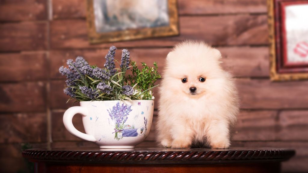 9 adorable teacup dogs with bags of personality | PetsRadar