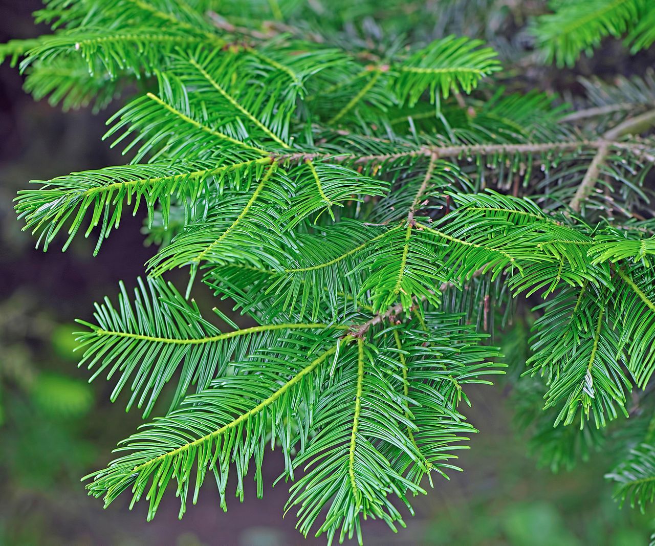 Best Christmas tree varieties - 12 real tree options | Homes and Gardens