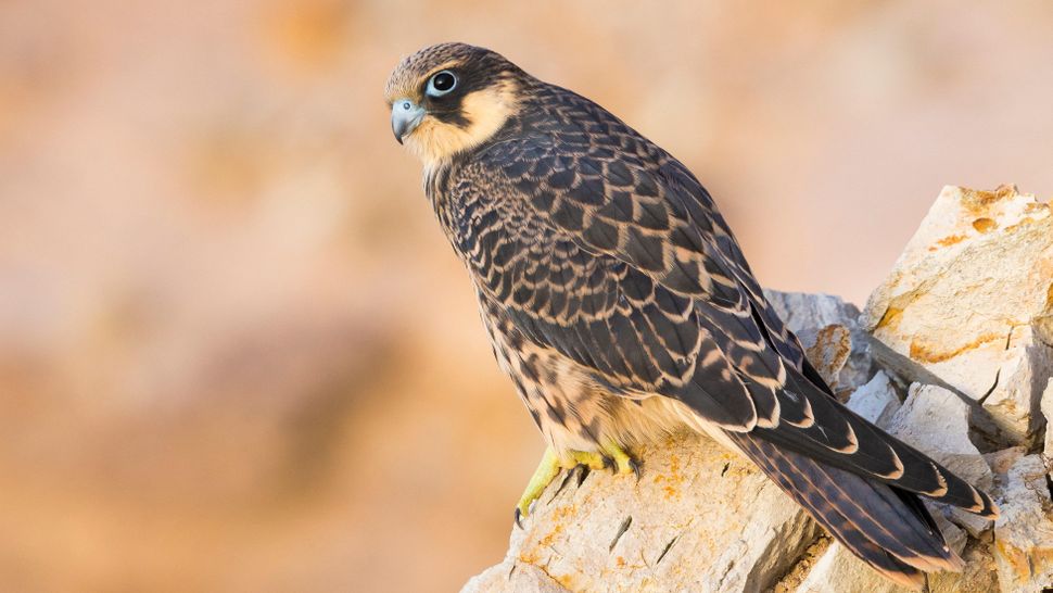 Eleonora's falcon: The raptor that imprisons birds live by stripping ...