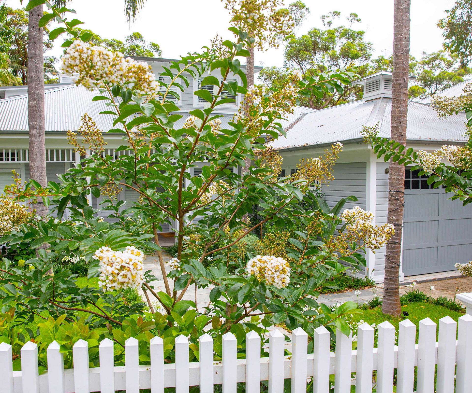 Crepe myrtle care and growing guide: tips for these trees | Homes and ...
