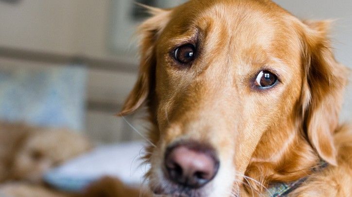 11 things to check when your dog is not eating, according to a trained ...