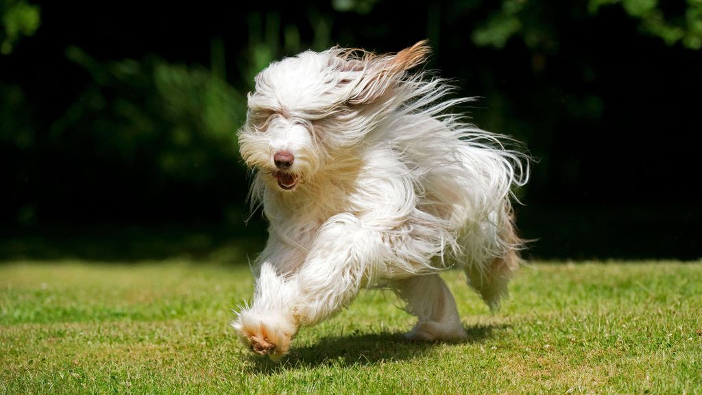 33 herding dog breeds for managing livestock | PetsRadar
