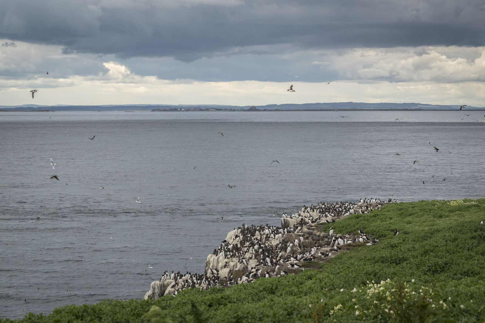 One puffin, two puffin, three puffin, four: The National Trust’s puffin ...