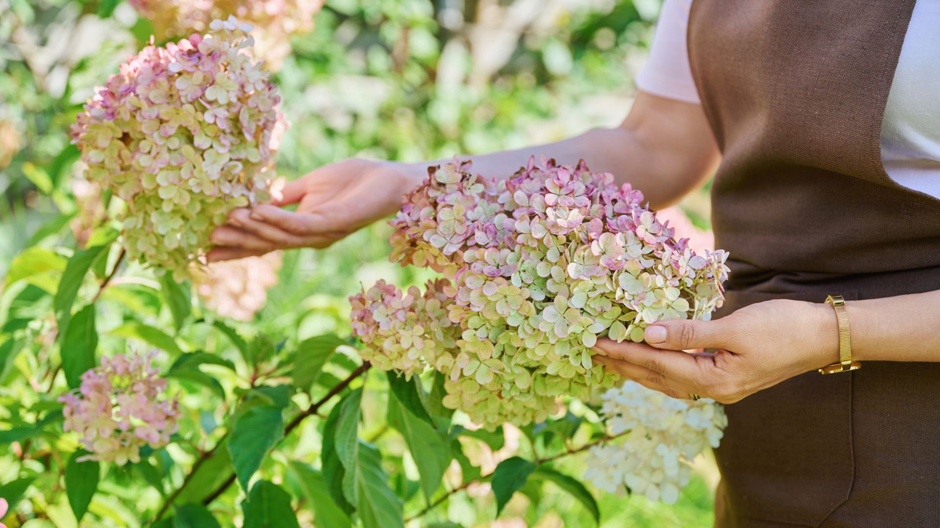 How to Prune for the Biggest-Ever Hydrangea Blooms | Gardening Know How