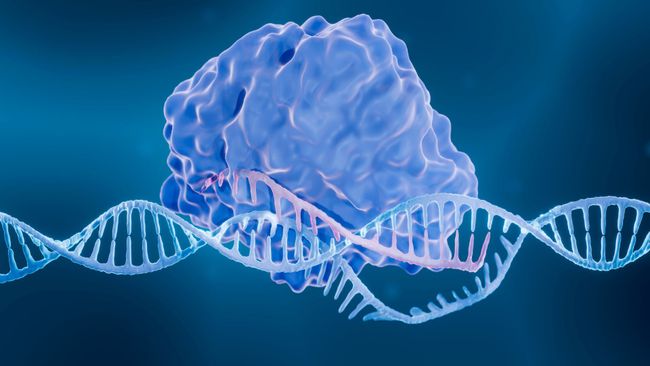How does CRISPR work? | Live Science