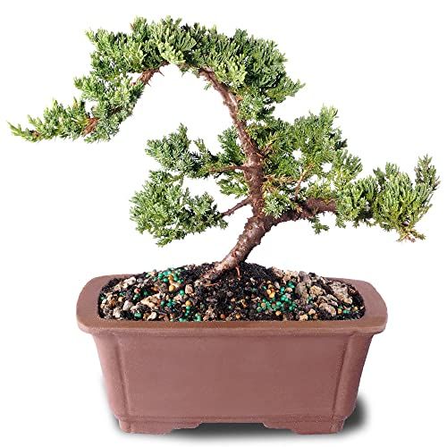 Easiest bonsai trees for beginners: 5 plants to try | Homes and Gardens