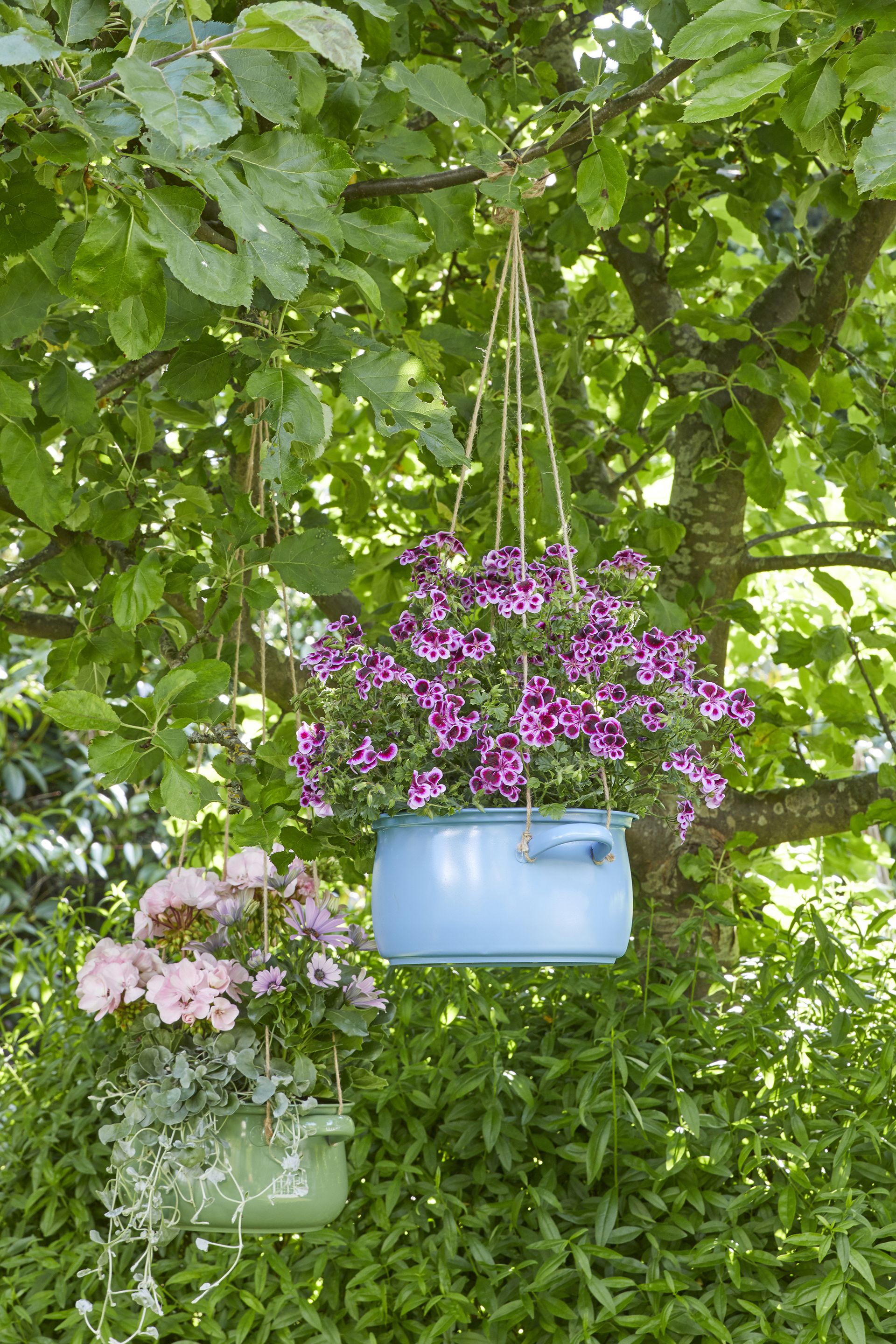 Planting in a hanging basket: how to plant a hanging basket | Homes and ...