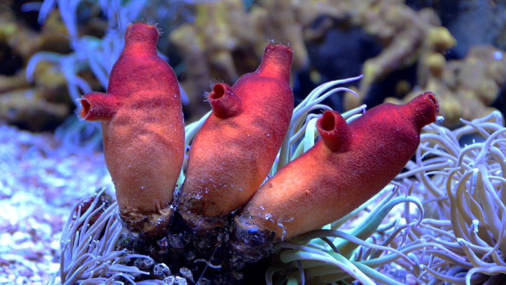 Half-billion-year-old fossil of strange Cambrian creature gives ...