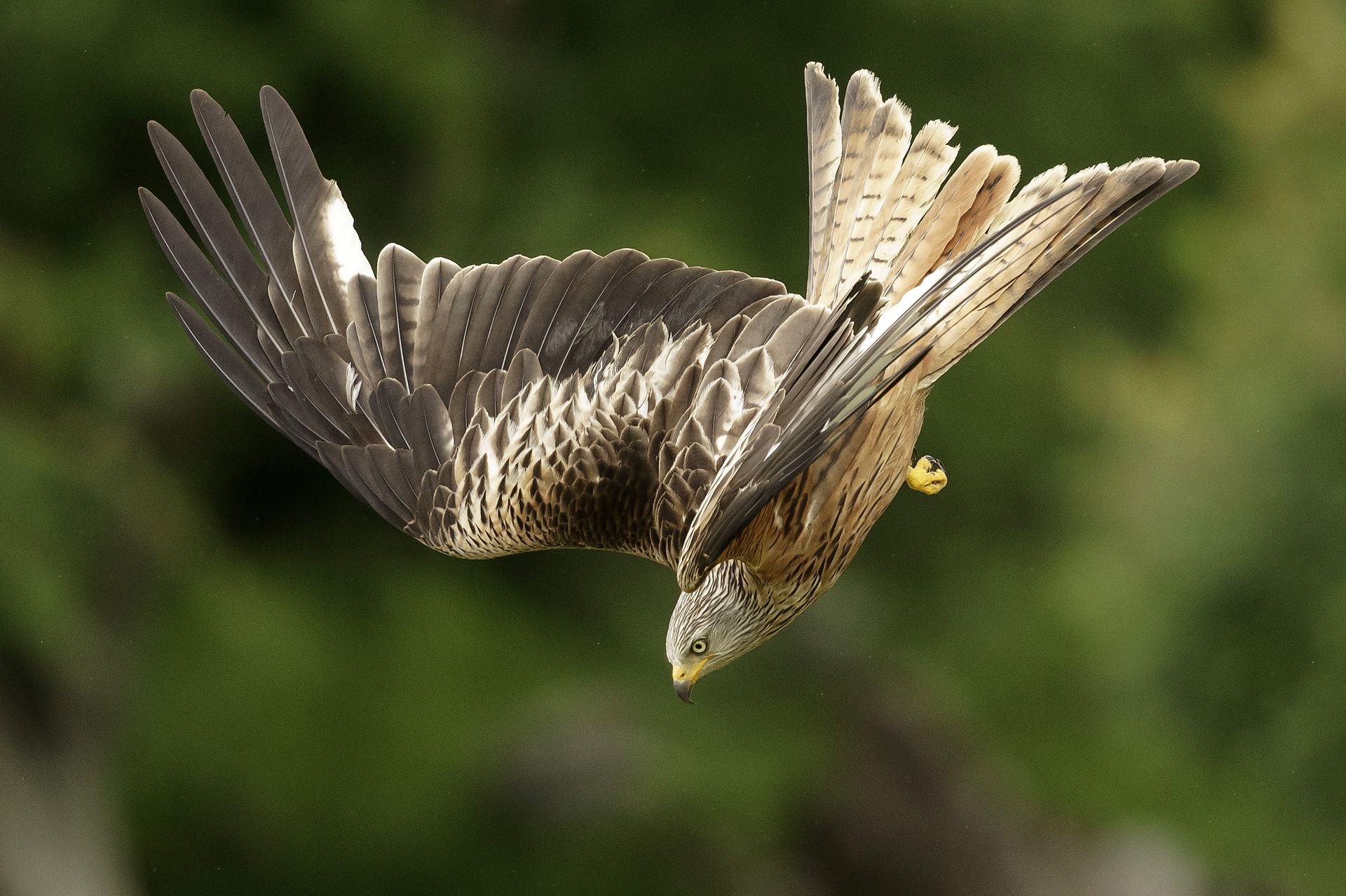 The red kite is a soaraway success story, having escaped extinction to ...