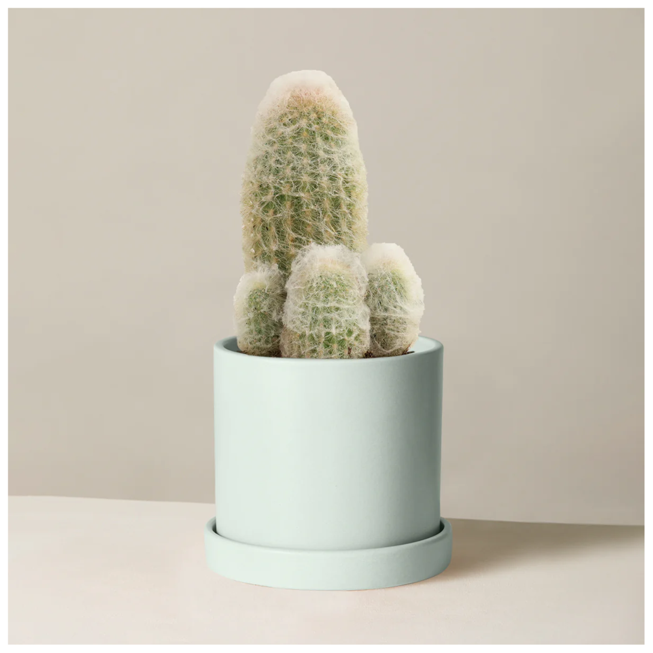 How to Grow Cactus Plants Indoors — 6 Simple Steps | Livingetc