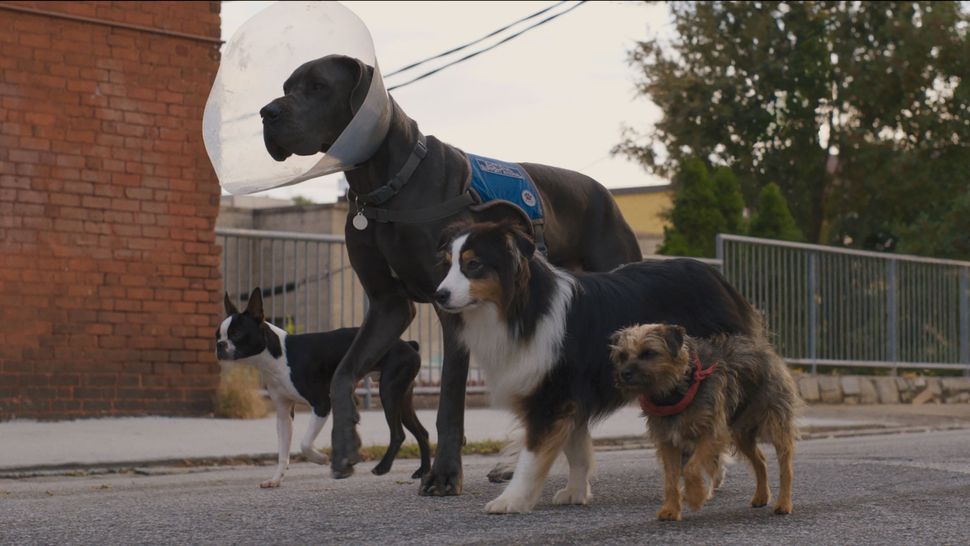 Strays director on working with dogs, adopting his lead actor – and ...