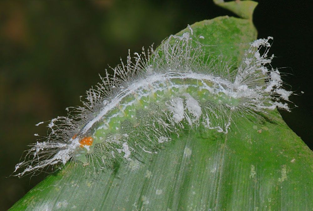 'Tis the Season: Gallery of Festive Insects | Live Science