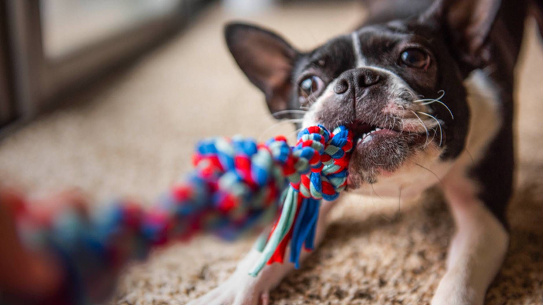 How to wash dog toys: Everything you need to know | PetsRadar