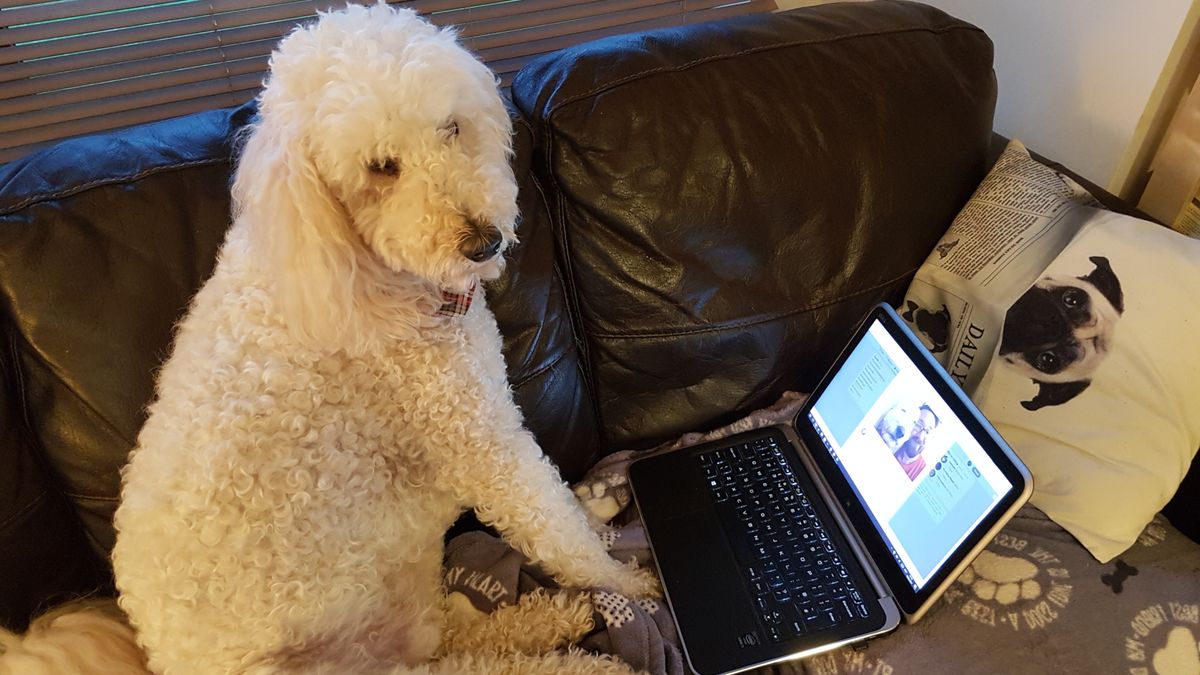 The pets of PC Gamer | PC Gamer