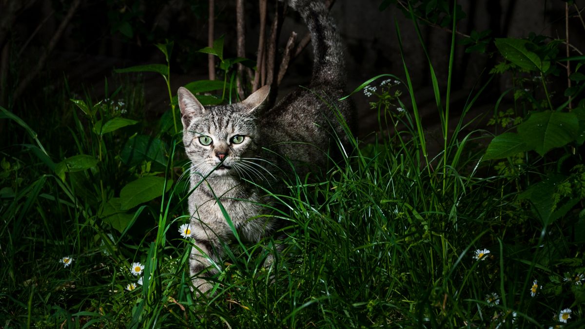 Why do cats play at night? Plus how to stop them waking you | PetsRadar