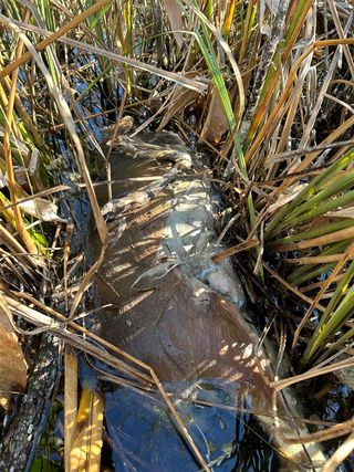 Cold snap in Florida made Burmese python puke up a whole deer | Live ...