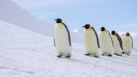 Fossil of huge penguin that lived 3 million years ago discovered in New ...