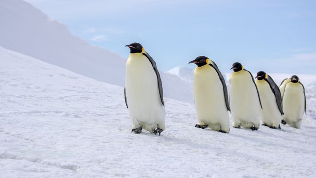 Fossil of huge penguin that lived 3 million years ago discovered in New ...