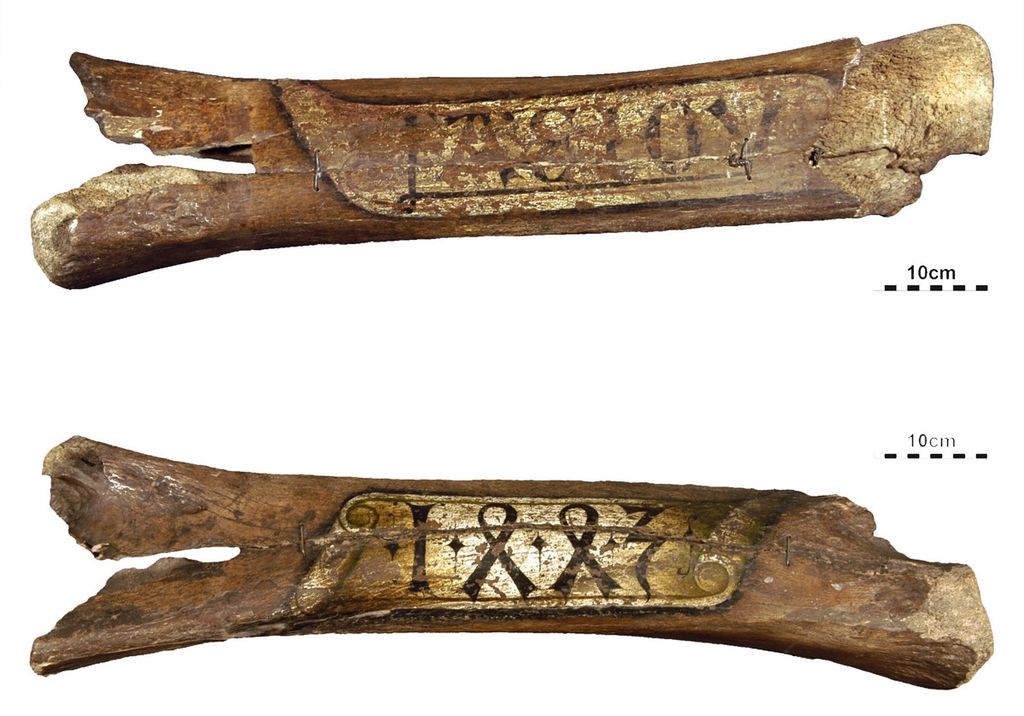 Cyclops and Dragon Tongues: How Real Fossils Inspired Giant Myths ...