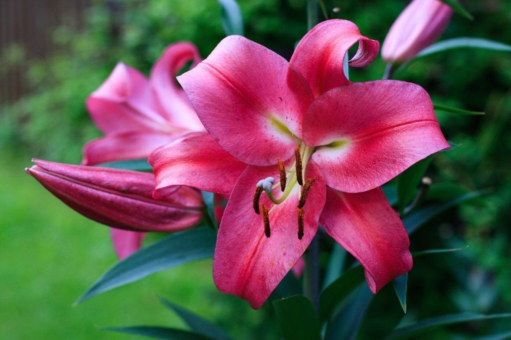 Do Lilies Need Staking - How To Hold Up Lily Flowers In The Garden ...
