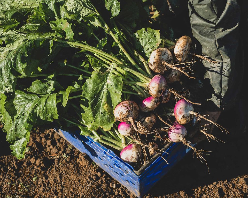 How to store turnips from the garden to maximize your crop | Gardeningetc