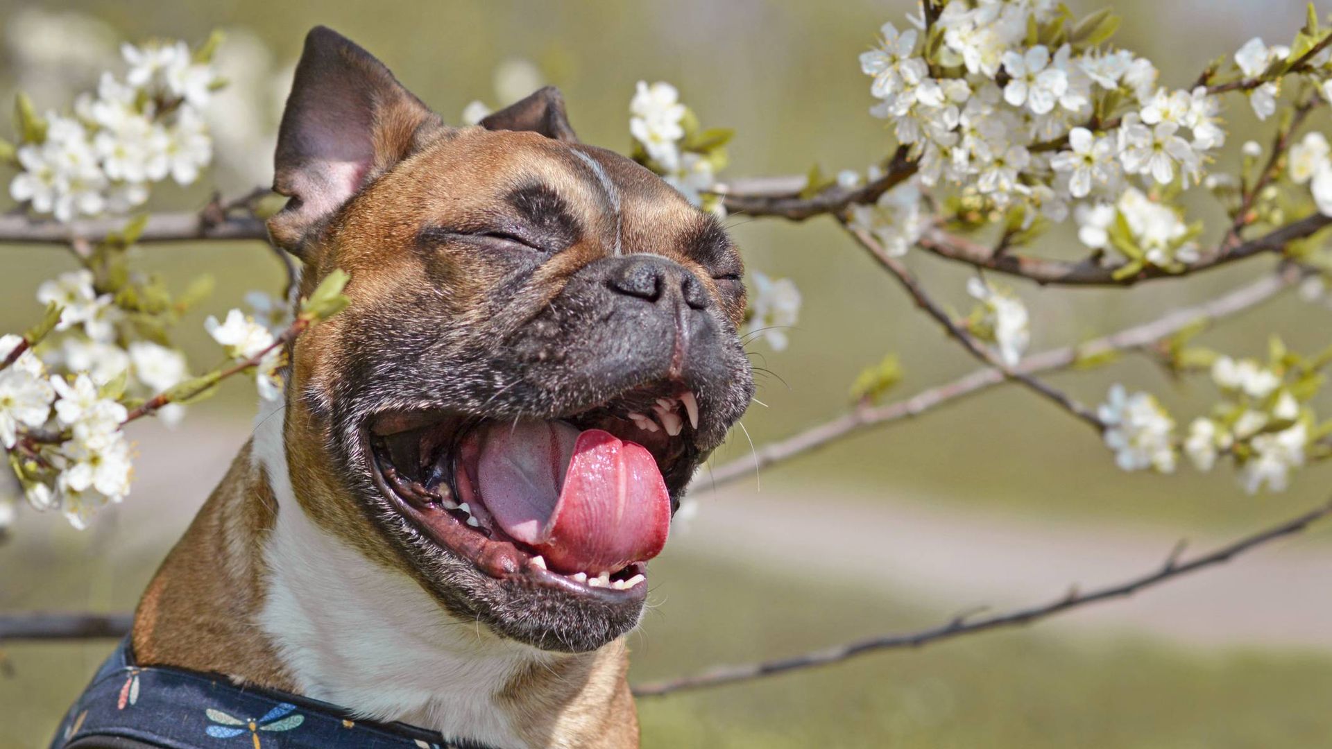 Benadryl for dogs: Vet’s guide to dosage, uses and side effects | PetsRadar