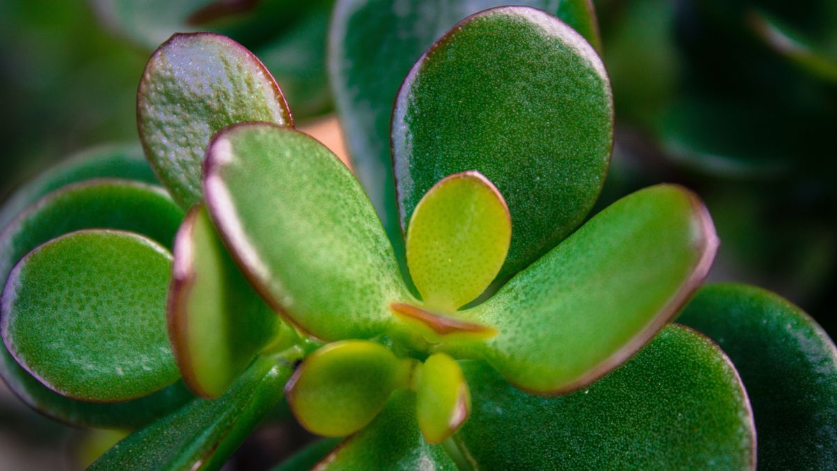 How to propagate succulents from cuttings, leaves or pups | Tom's Guide