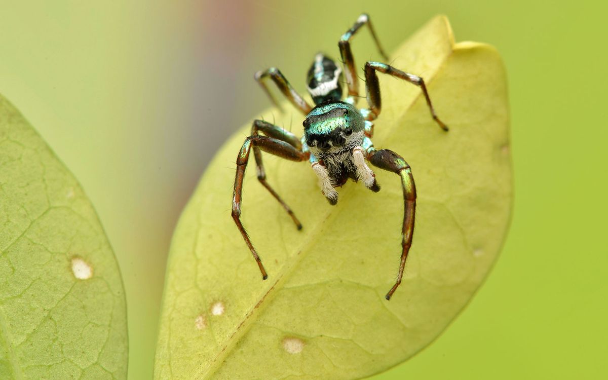 21 Totally Sweet Spider Superlatives: Page 2 | Live Science