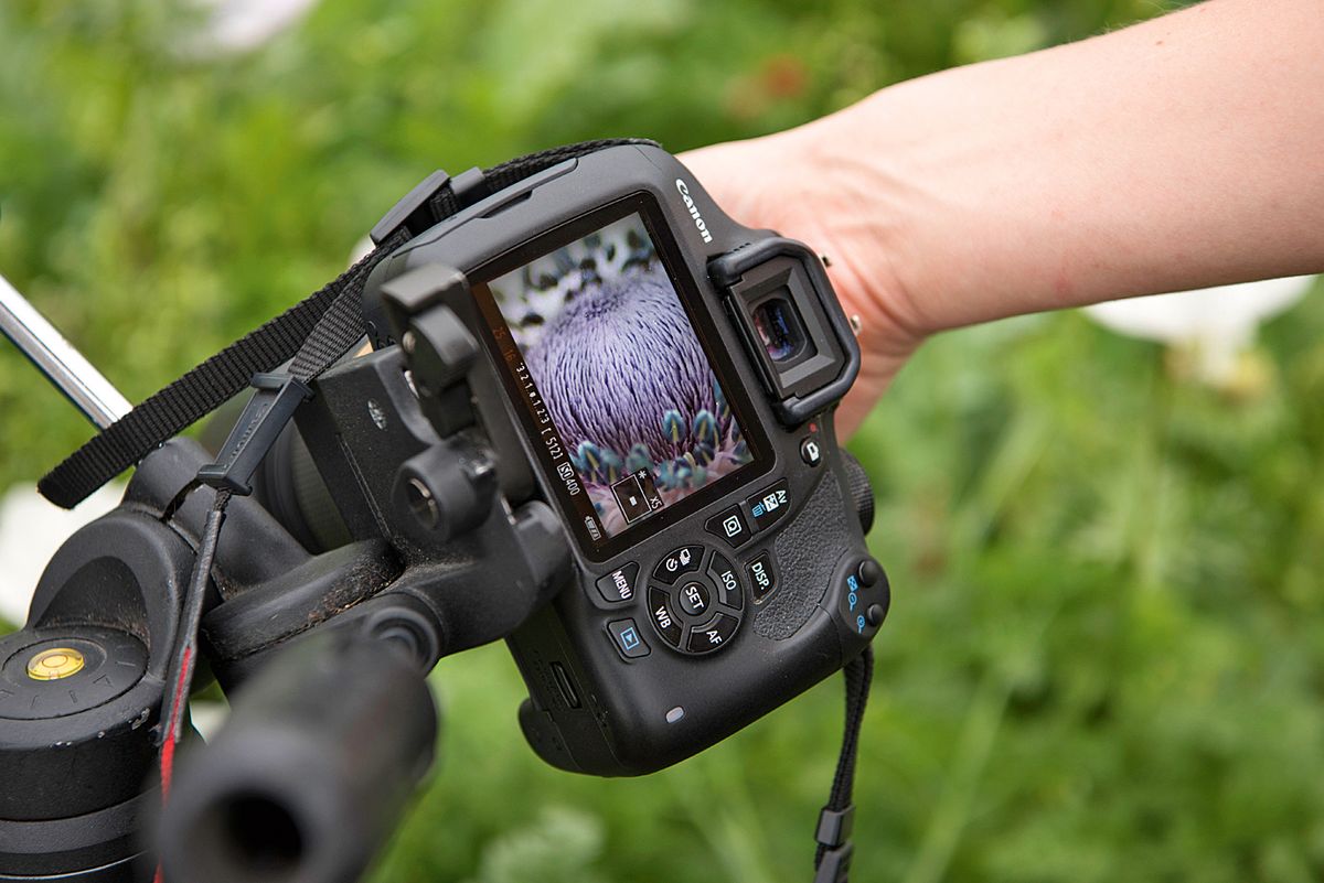 14 tips for fantastic flower photography at home | Digital Camera World