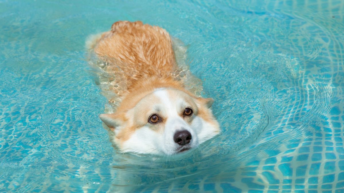 8 dog breeds that can’t swim | PetsRadar
