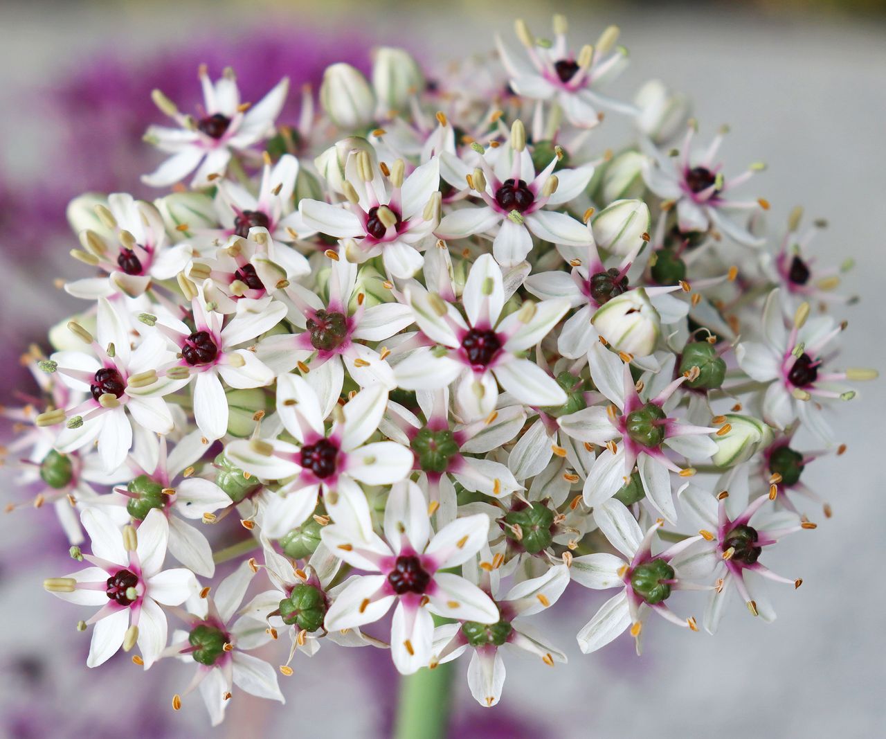 8 Flowering Alliums For Showstopping Beds And Borders | Gardening Know How
