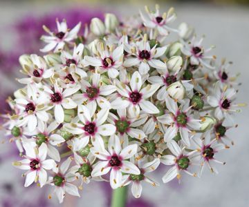 8 Flowering Alliums For Showstopping Beds And Borders | Gardening Know How