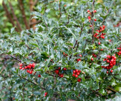 How to grow holly - expert tips for healthy trees or shrubs | Homes and ...