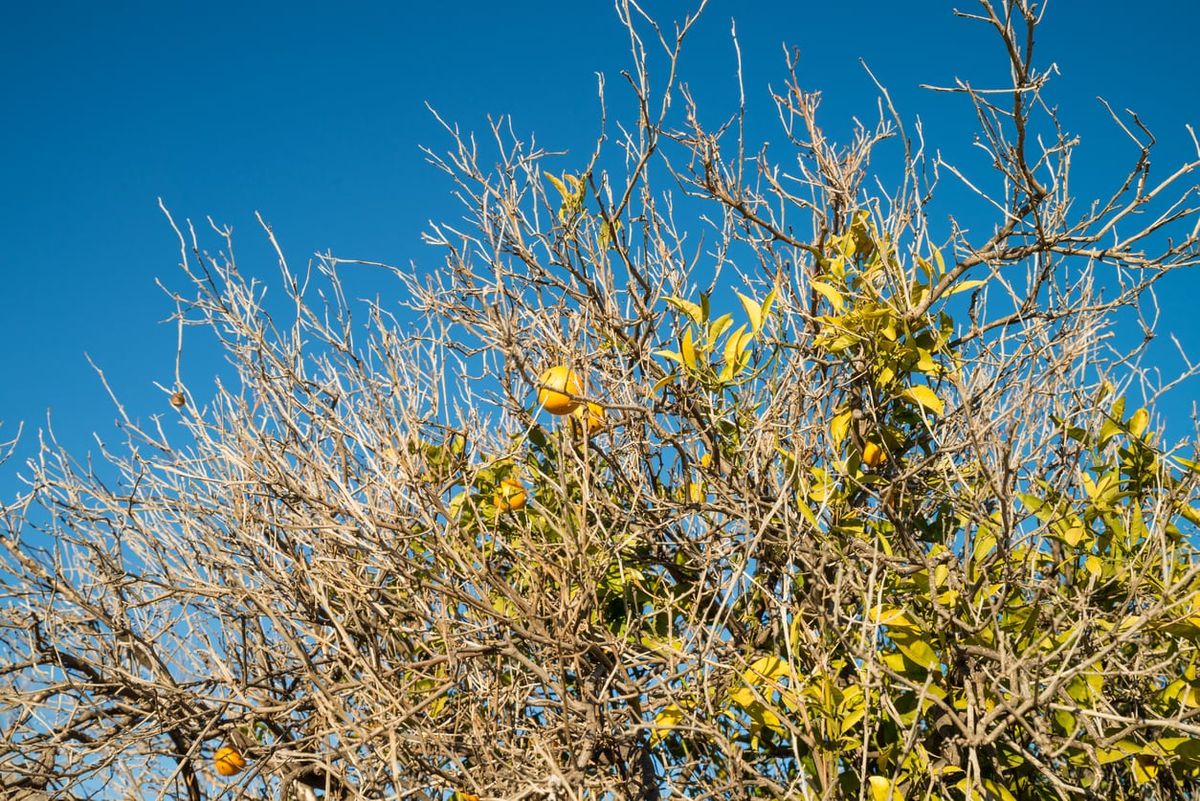 What Causes Citrus Twig Dieback: Why Are Branches Dying On Citrus Tree ...