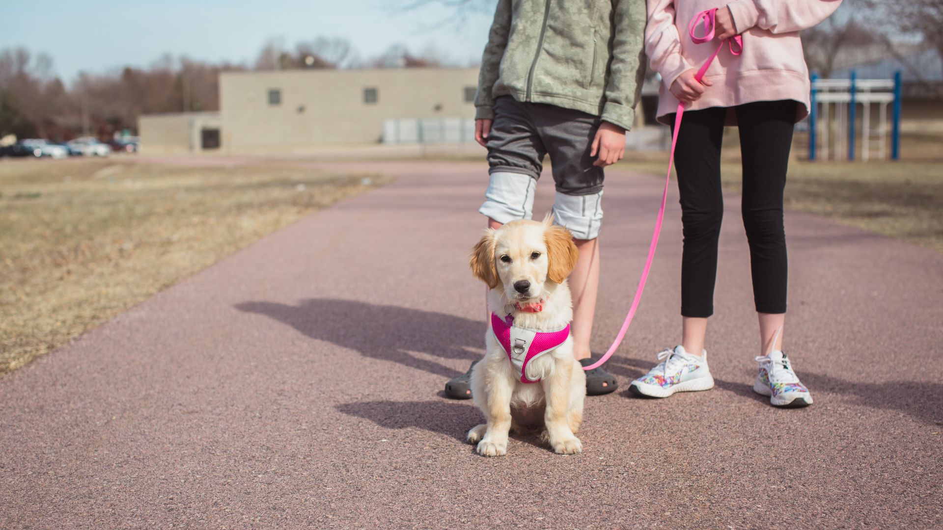 How far can a puppy walk? | PetsRadar