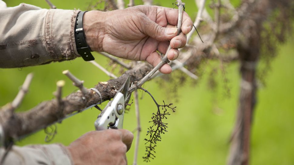 How to prune grapevines and when to do it | Tom's Guide