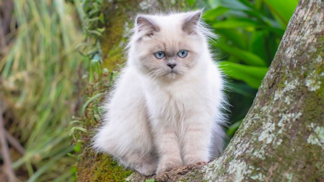 15 white cat breeds that will melt your heart | PetsRadar