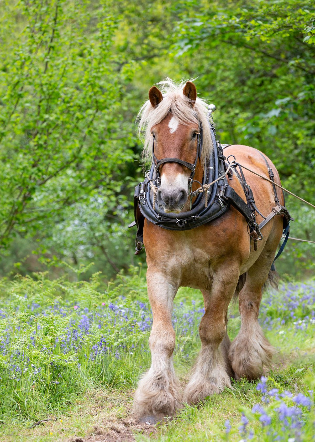 Shire horses: Bring in the heavyweights | Country Life