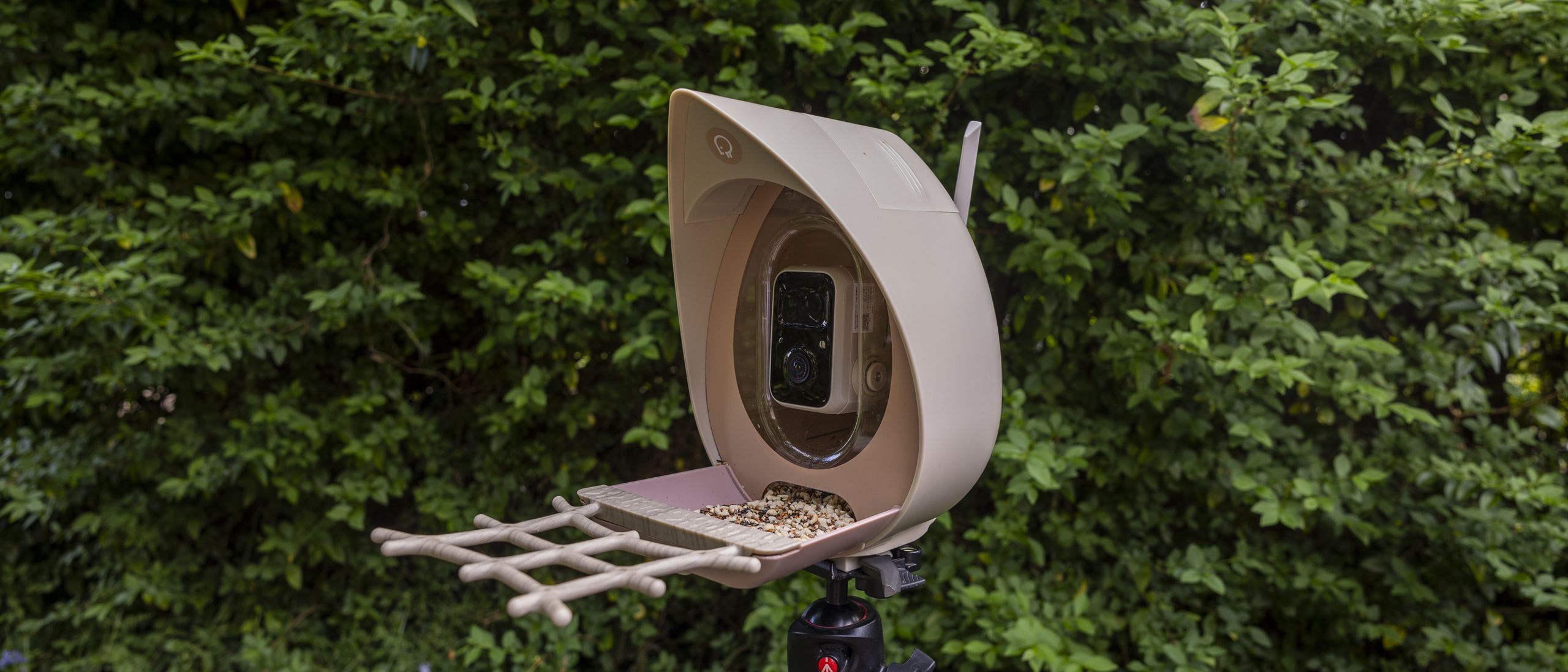 PeckPerk bird feeder camera review: If you're branching out into AI ...